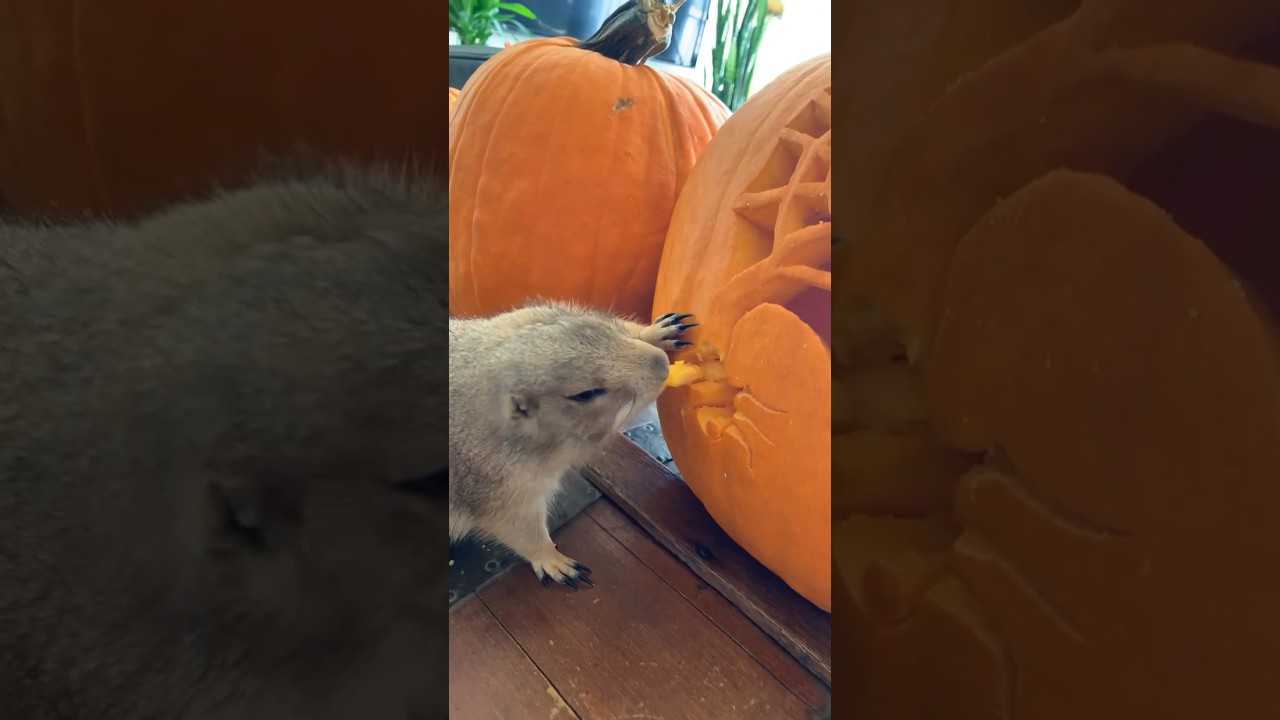 Poppy the Prairie Dog Carving a Pumpkin
