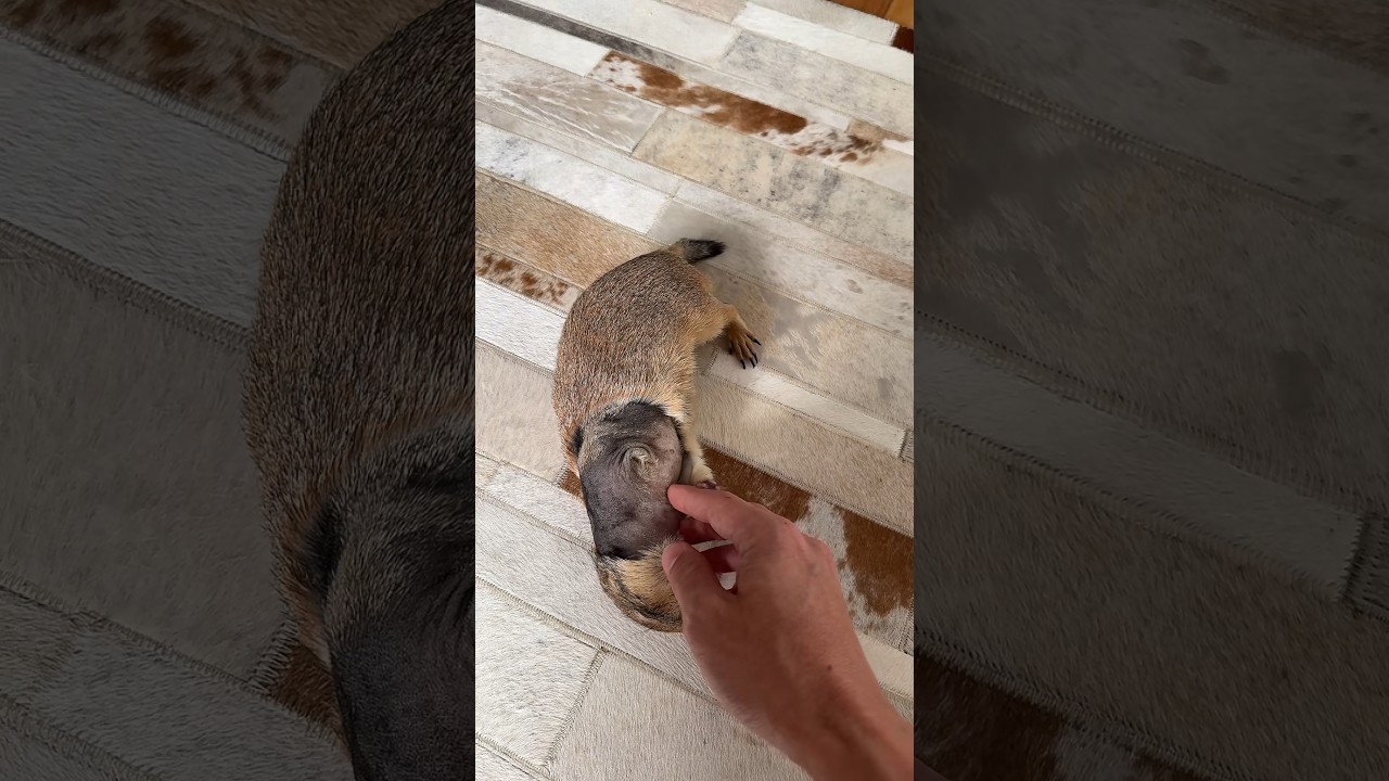 Prairie dog Paxton performs a big barrel roll stretch