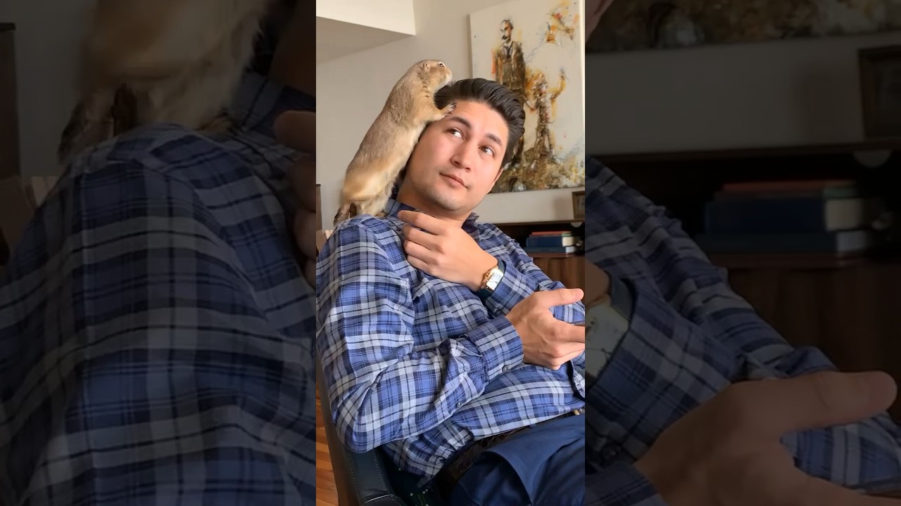 Prairie dog relaxes while hanging out with its owner