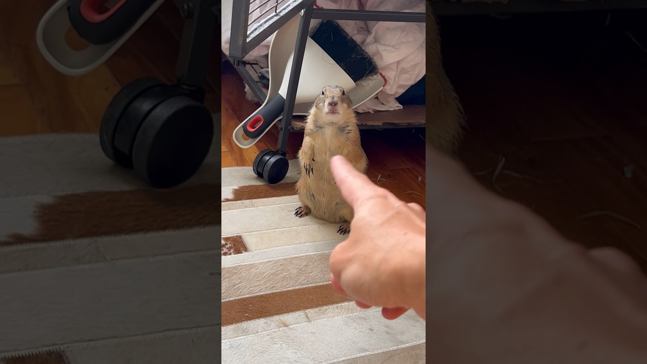 Prairie dog reacts when pointed at