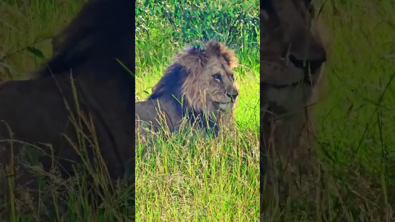 Lion Finds Cool Shade on a Warm Mara Day