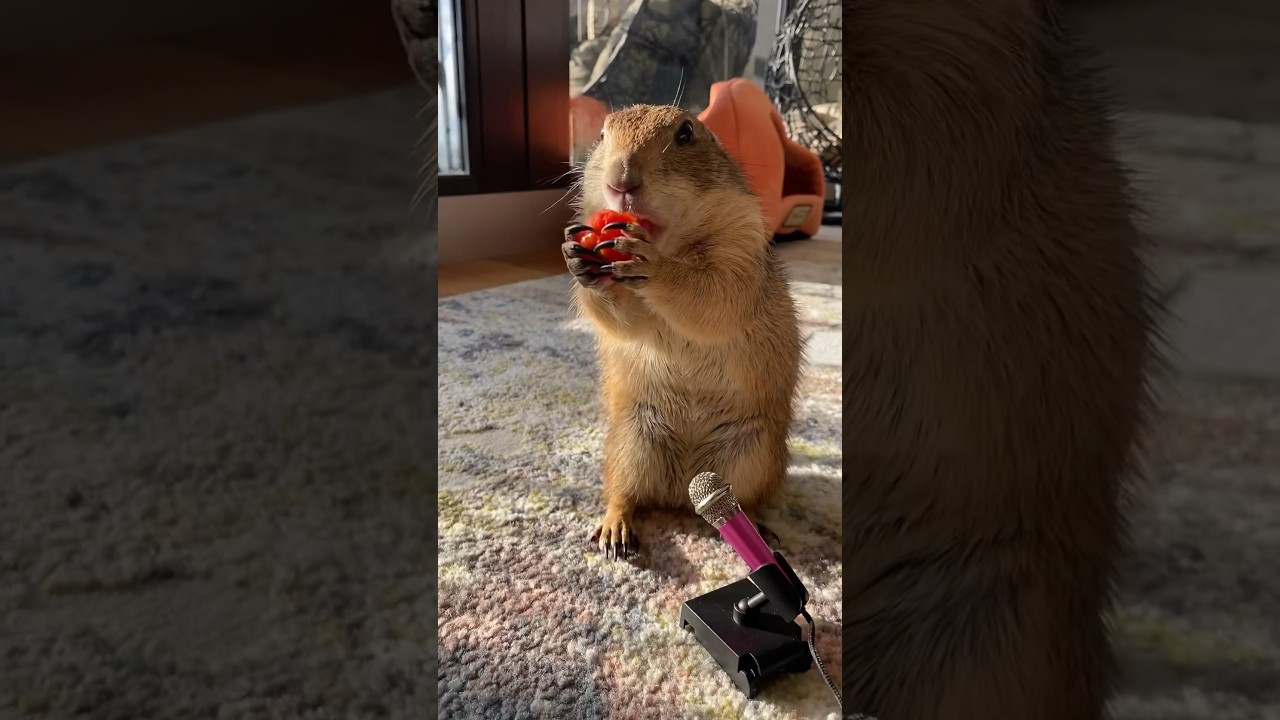 Poppy the Prairie Dog’s Relaxing ASMR