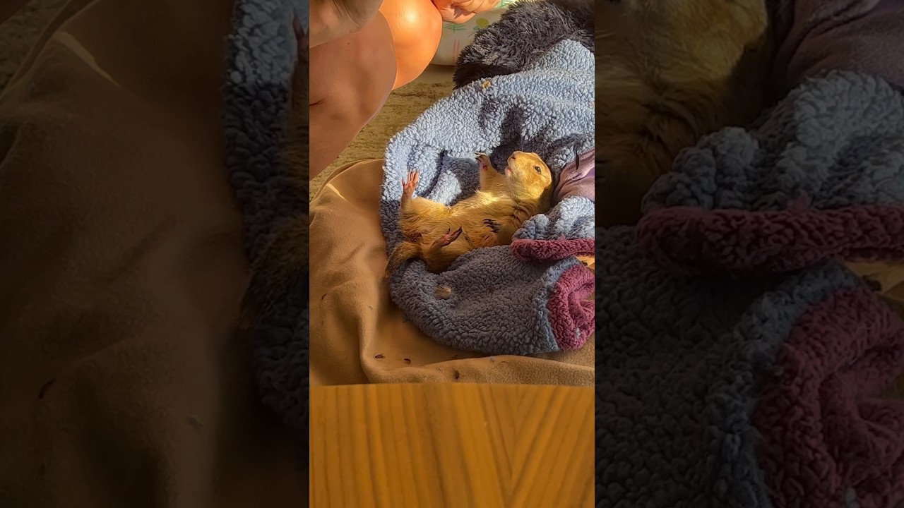 Playtime with Poppy: Prairie Dog Fun