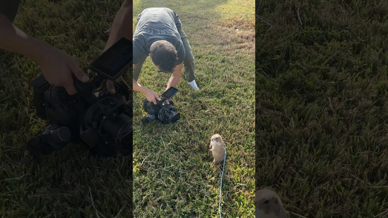 Prairie dog Poppy enjoys a photoshoot at the park