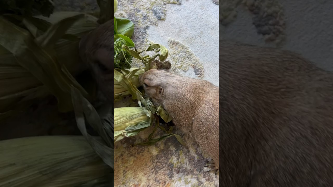 Poppy the Prairie Dog Inspecting the Farmers Market