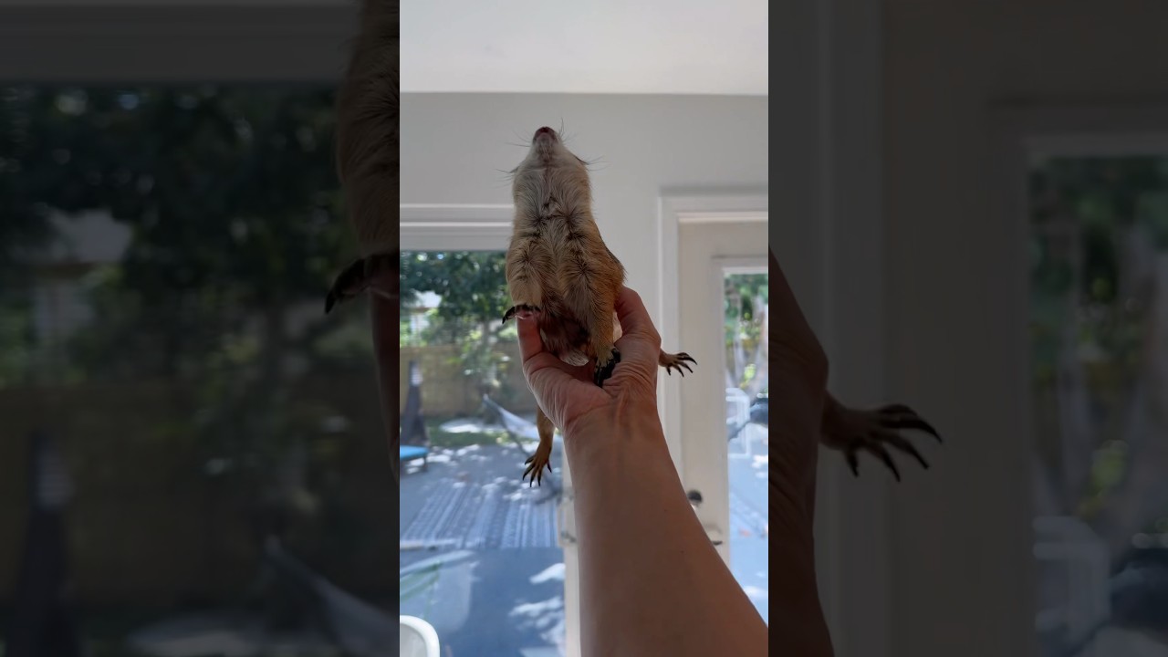 This prairie dog’s weekend wahoo is full of energy