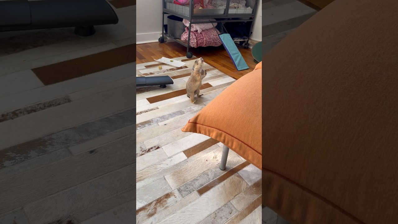 Prairie dog Paxton expresses excitement with a big wahoo