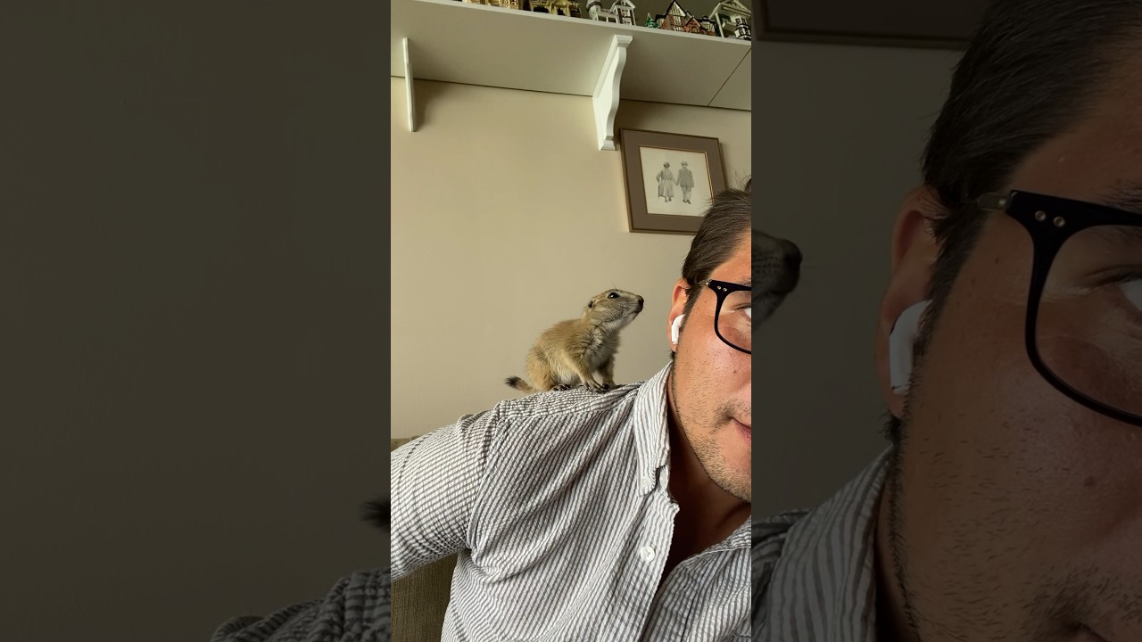 Baby prairie dog shows impressive balance