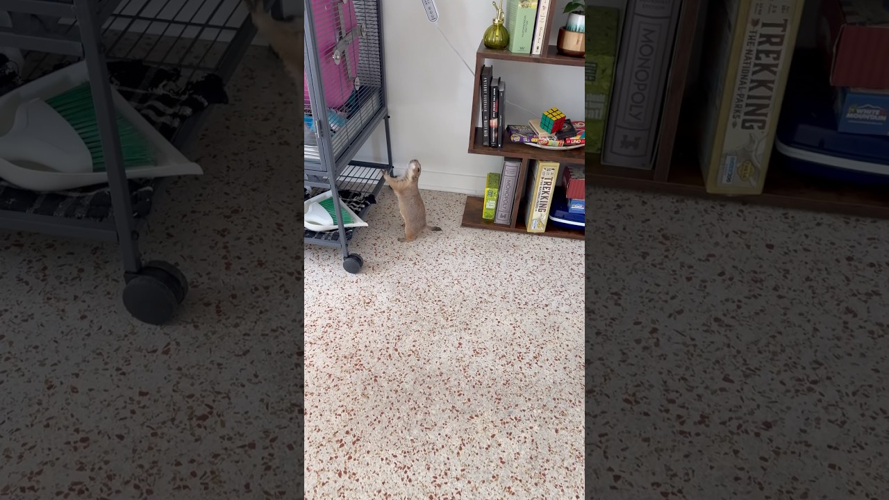 Wahoo Wednesday: A Slo-Mo Prairie Dog Wahoo for You