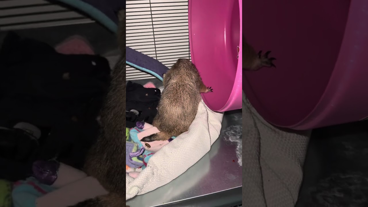 Poppy Remodeling Her Cozy Prairie Dog Home