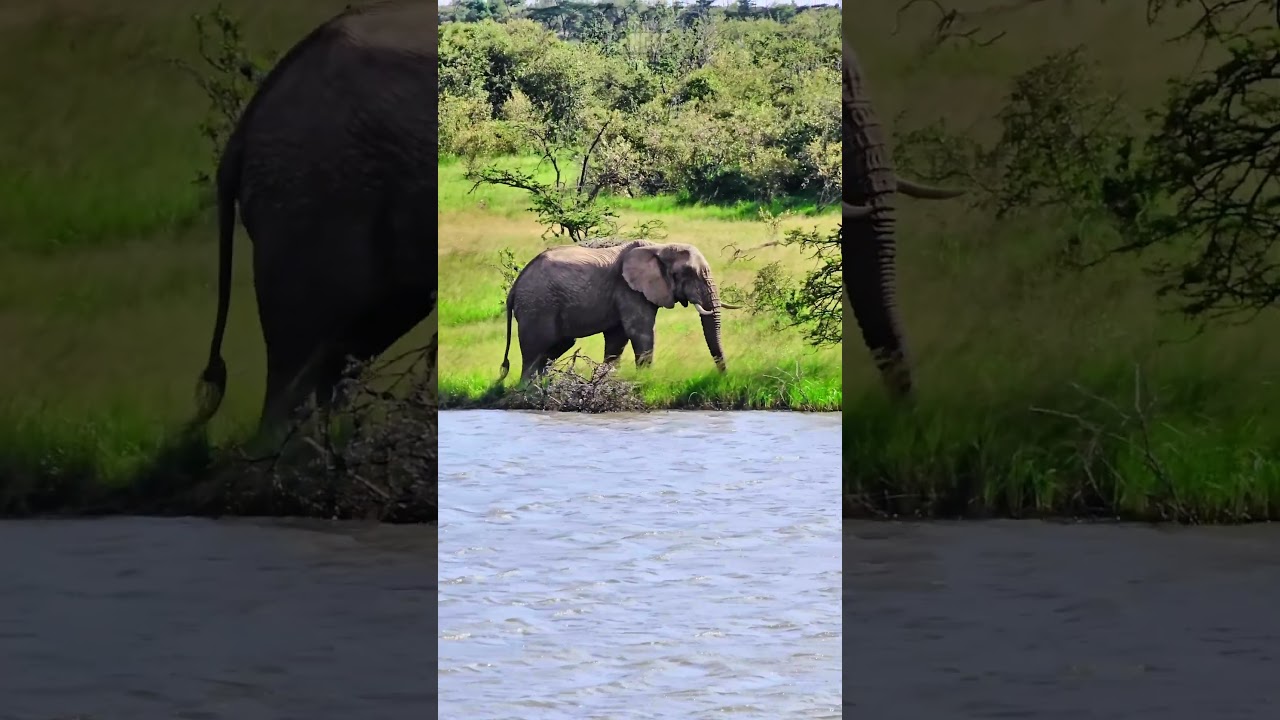 Elephant Drinks Calmly Beside the Waterhole