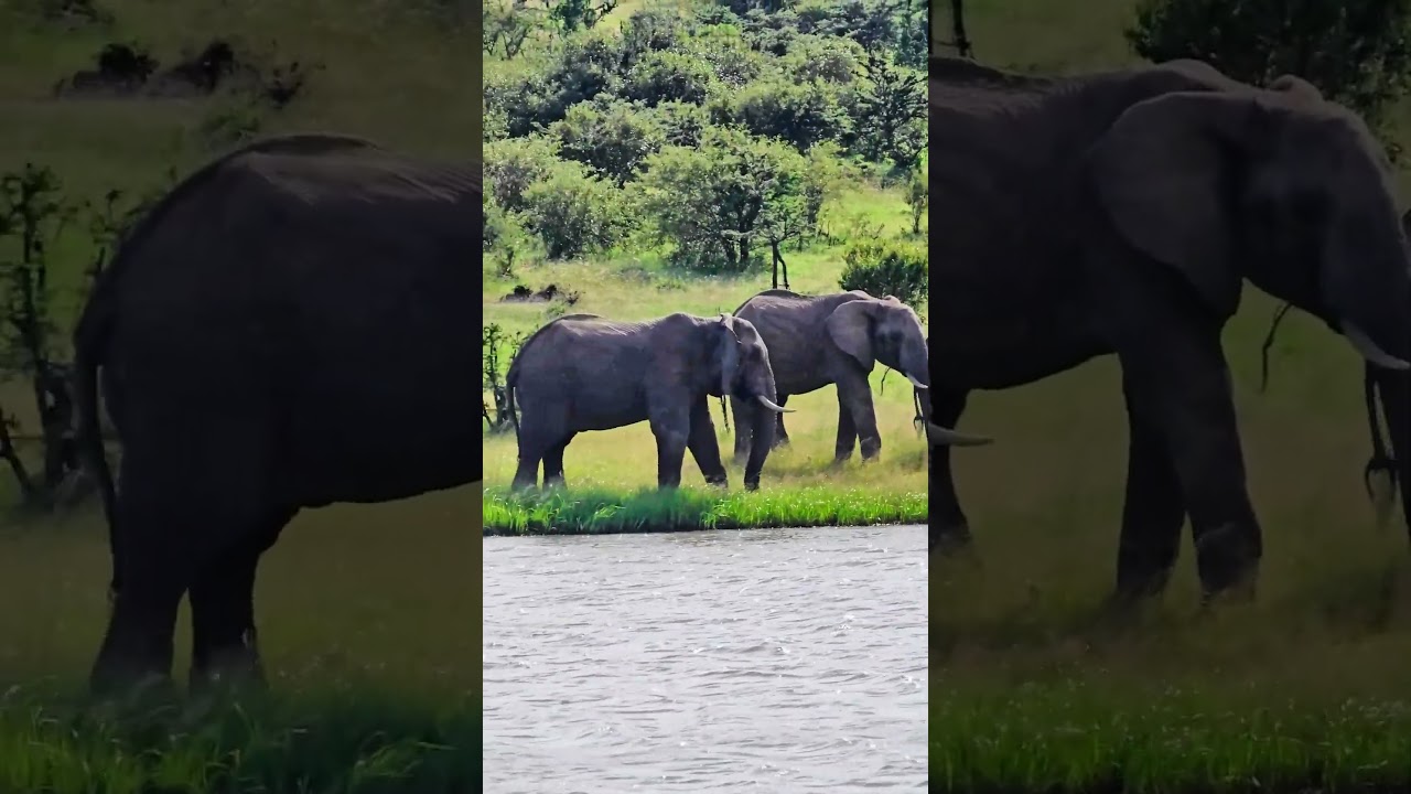 How This Graceful Elephant Herd Gathers at a Serene Watering Hole