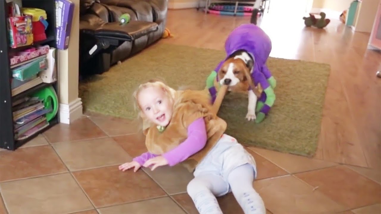 Funny Dogs in Animal Costumes Play With Kids