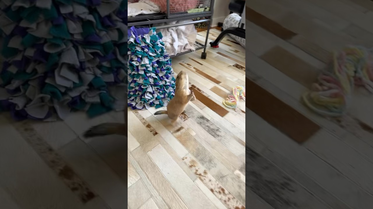 Paxton the prairie dog shows off his latest wahoo