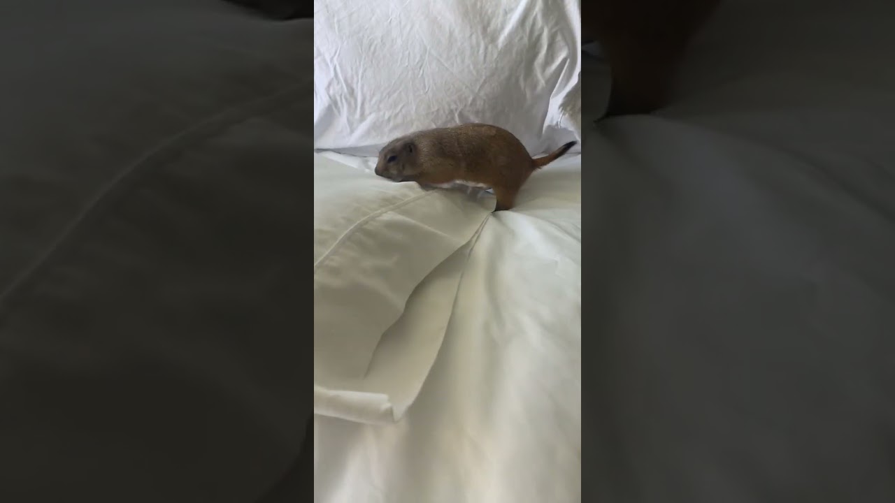 This prairie dog insists on inspecting the bed in the funniest way