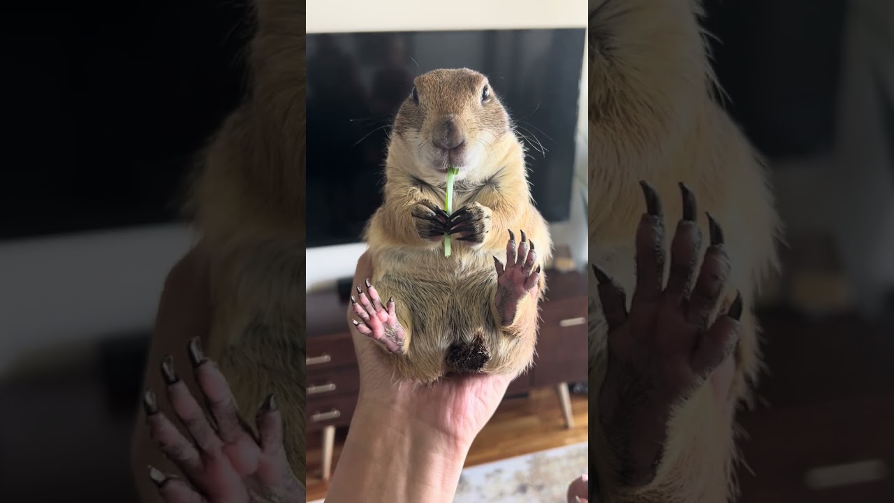 A Pocket-Sized Prairie Dog Moment