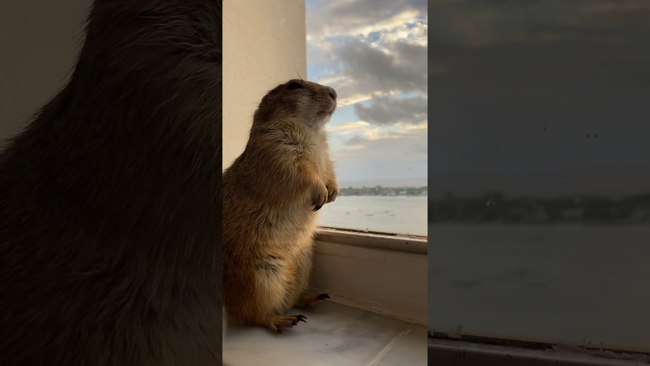Prairie dog Poppy enjoys watching her surroundings