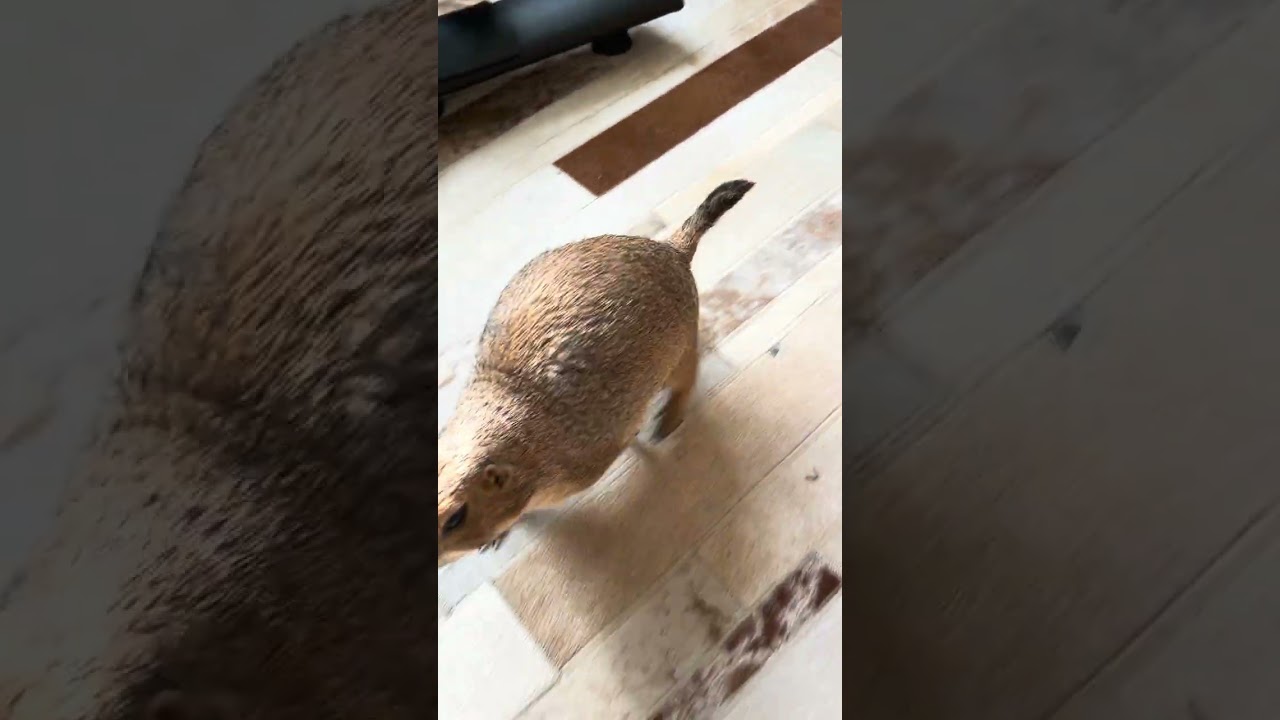 Prairie Dog Does a Happy Patter Dance