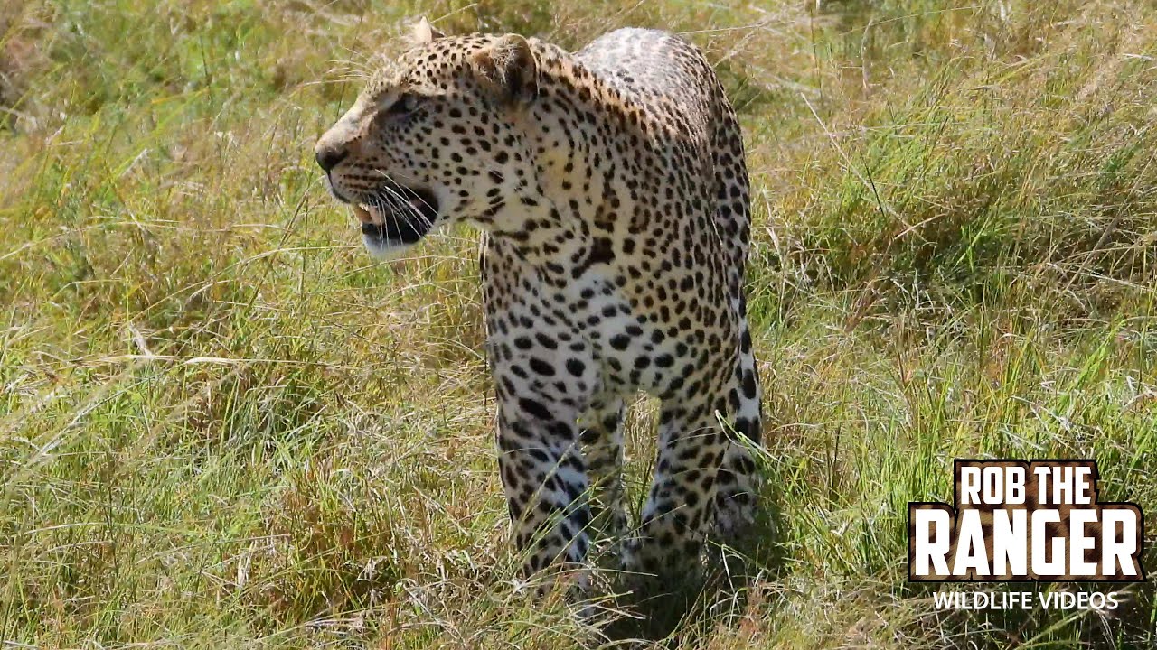 Leopard Battles the Wind on a Stormy Day