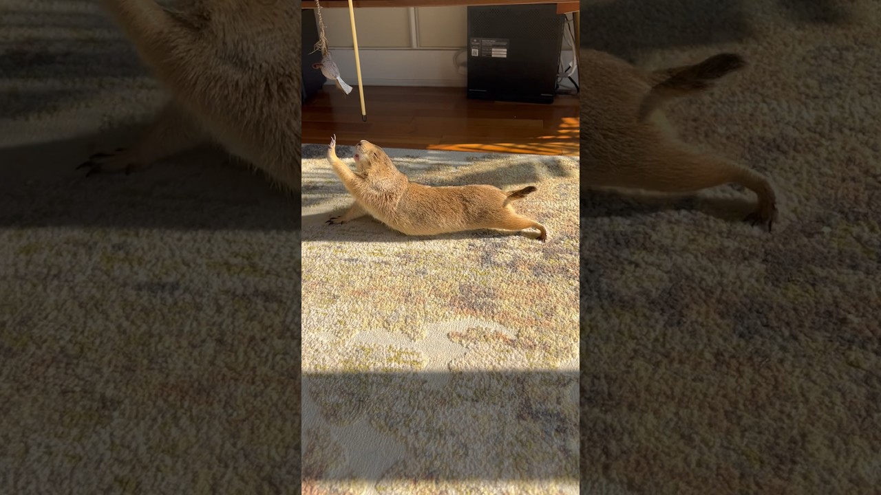 Prairie Dog’s Stretching Routine is Pure Comedy