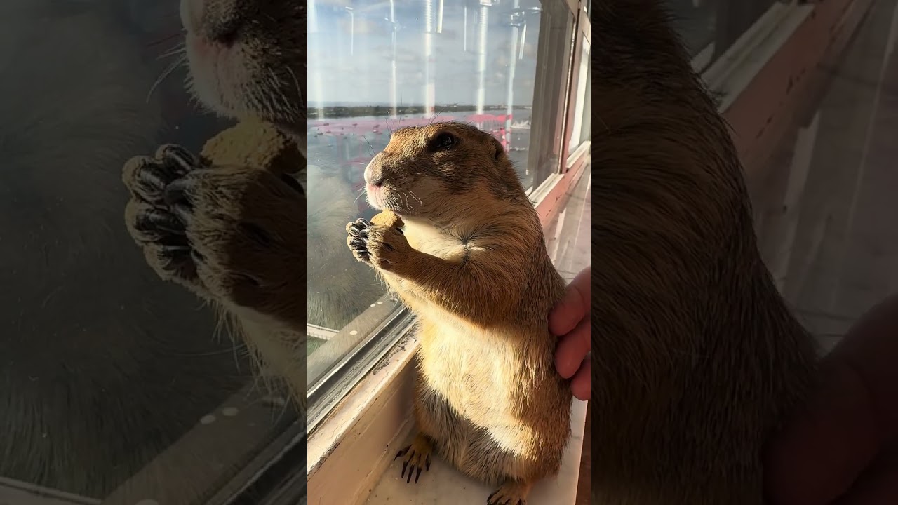 Poppy the Prairie Dog Snackies ASMR: Enjoy the Sounds