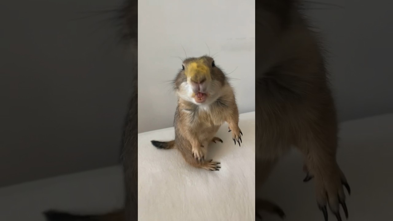Playful prairie dog causes mischief again