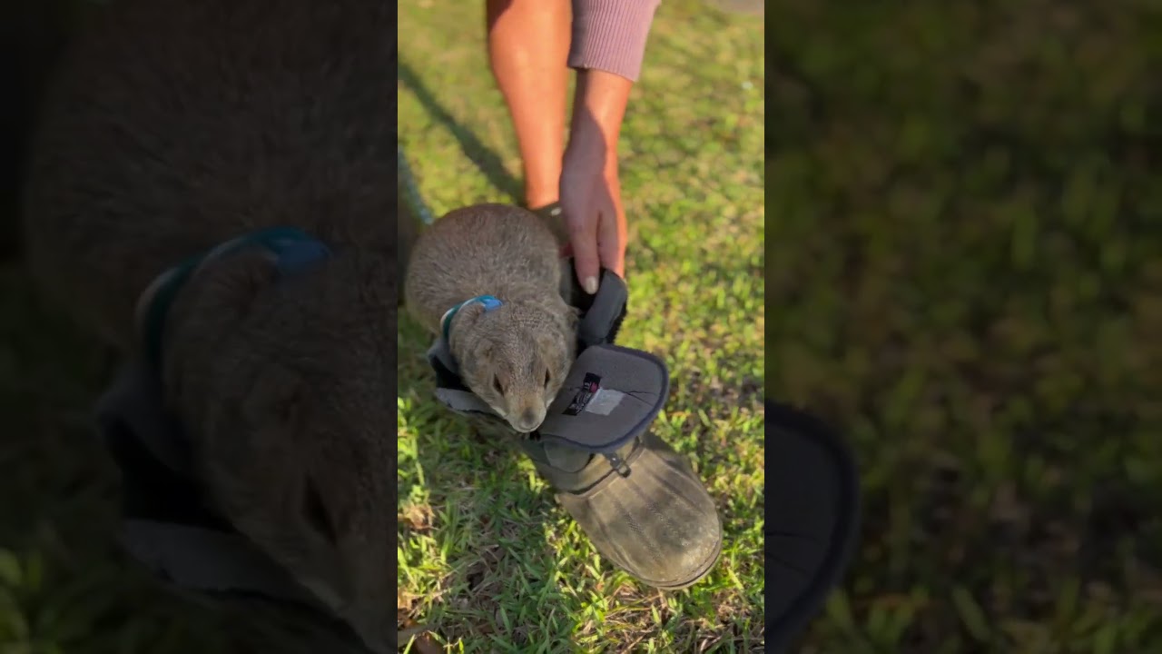 Watch Poppy Try to Fit Into a Boot