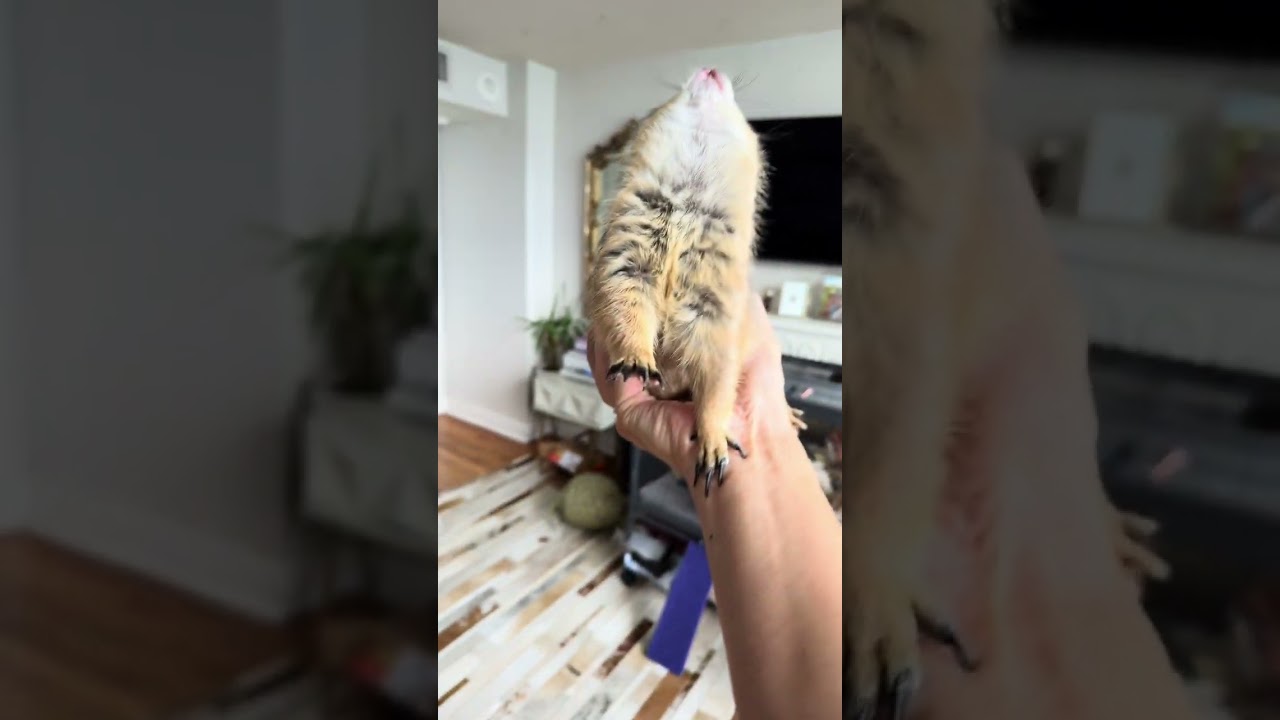 Prairie dogs Poppy and Paxton share a wahoo compilation