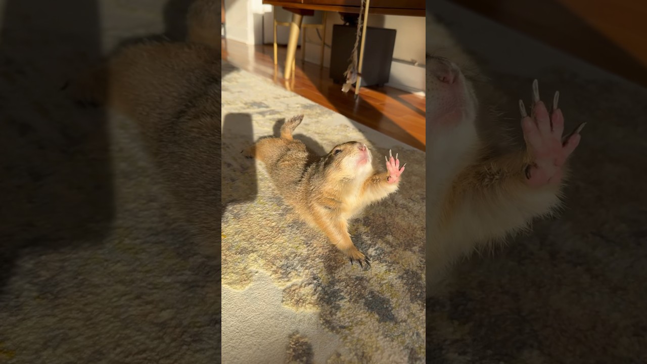 Prairie dog practices yoga stretches