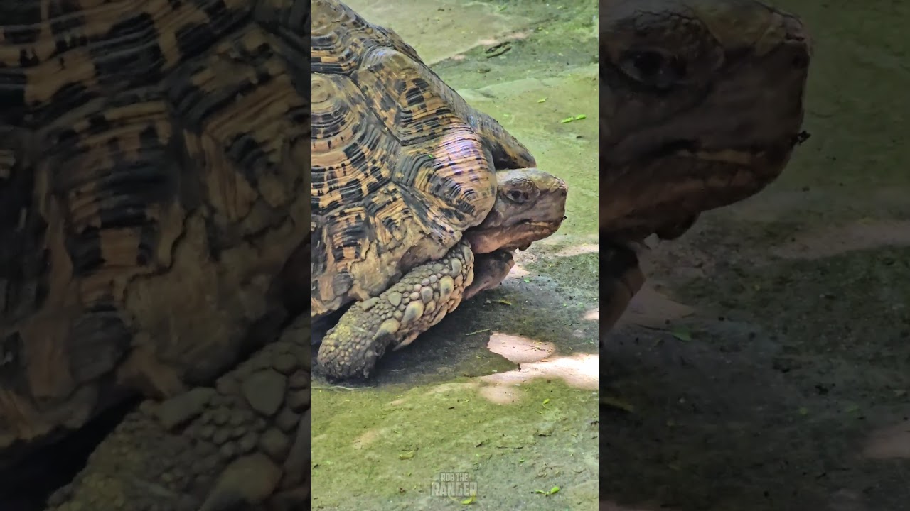 Slow Leopard Tortoise Travels in Peaceful Wilderness Scene