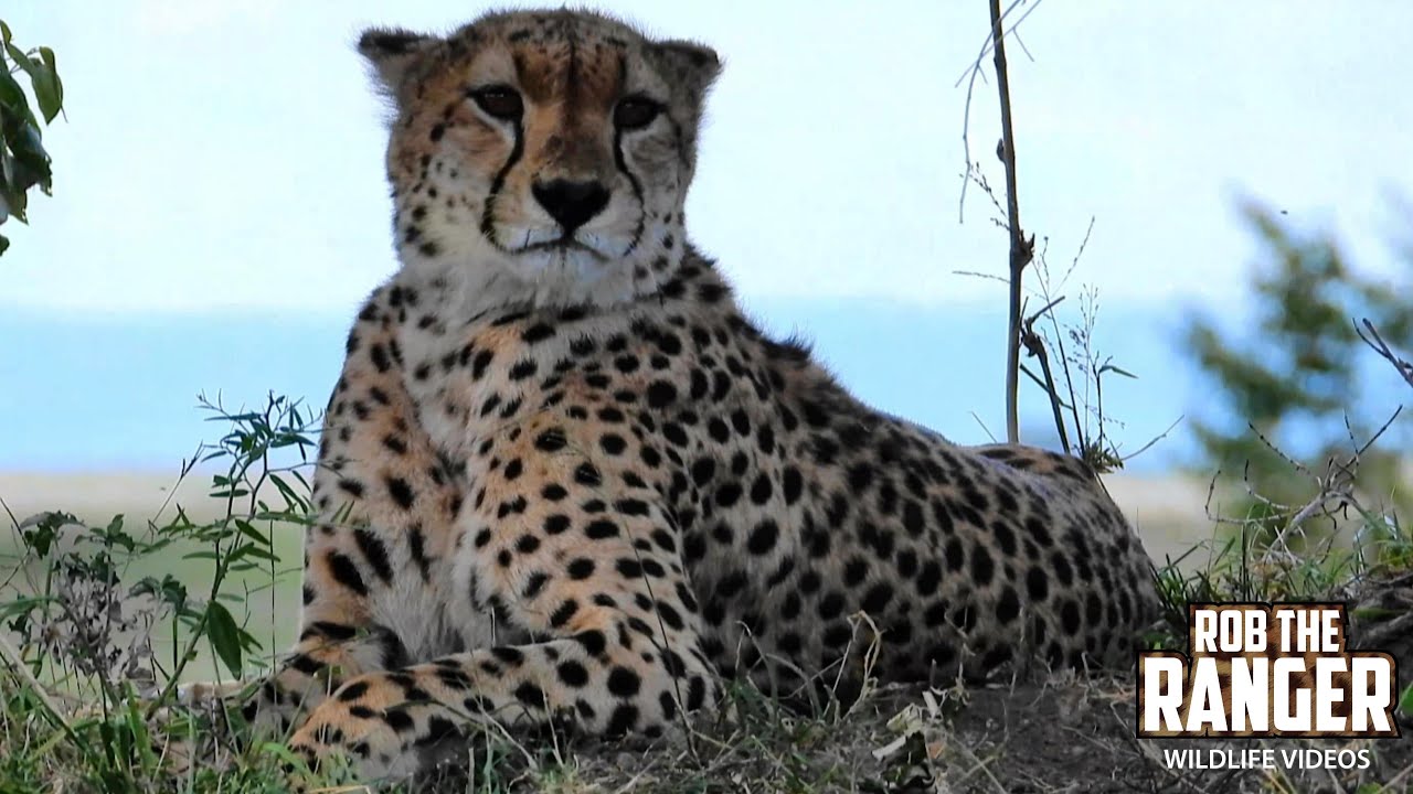 Cheetah coalition marches purposefully across the Zebra Plains