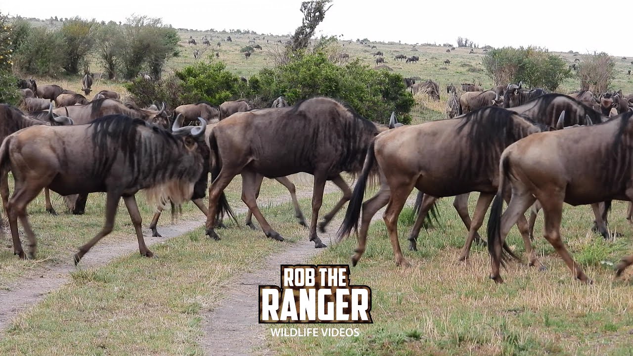 How the Mighty Wildebeest Herds Cross the Plains in a Spectacular Migration