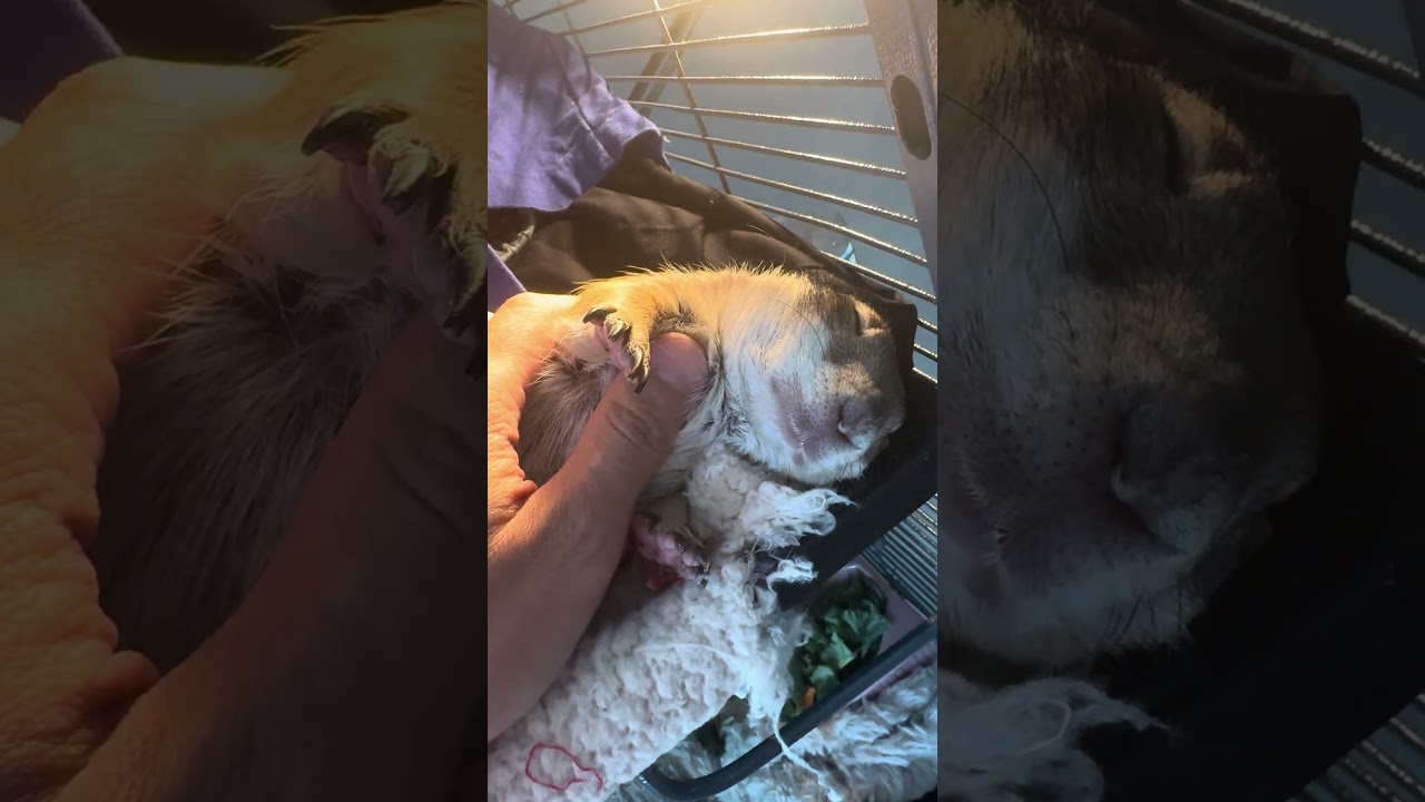 Poppy the Prairie Dog’s Snoring Is Simply Adorable