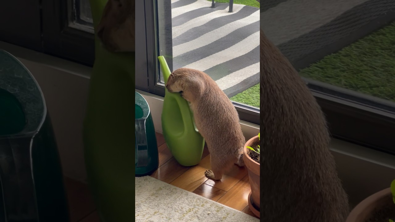 Poppy the Prairie Dog Is Ready to Garden