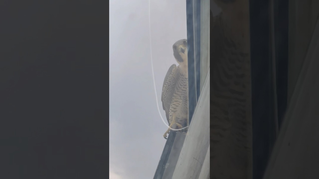 Prairie dog has someone watching her closely
