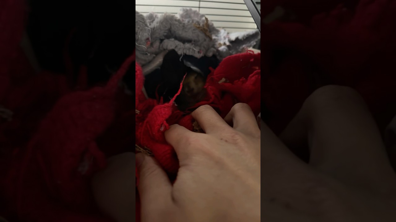 Prairie dog lets out a muffled wahoo