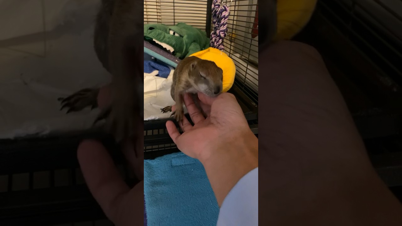 Baby Poppy the Prairie Dog Shows Off Her Adorable Bark