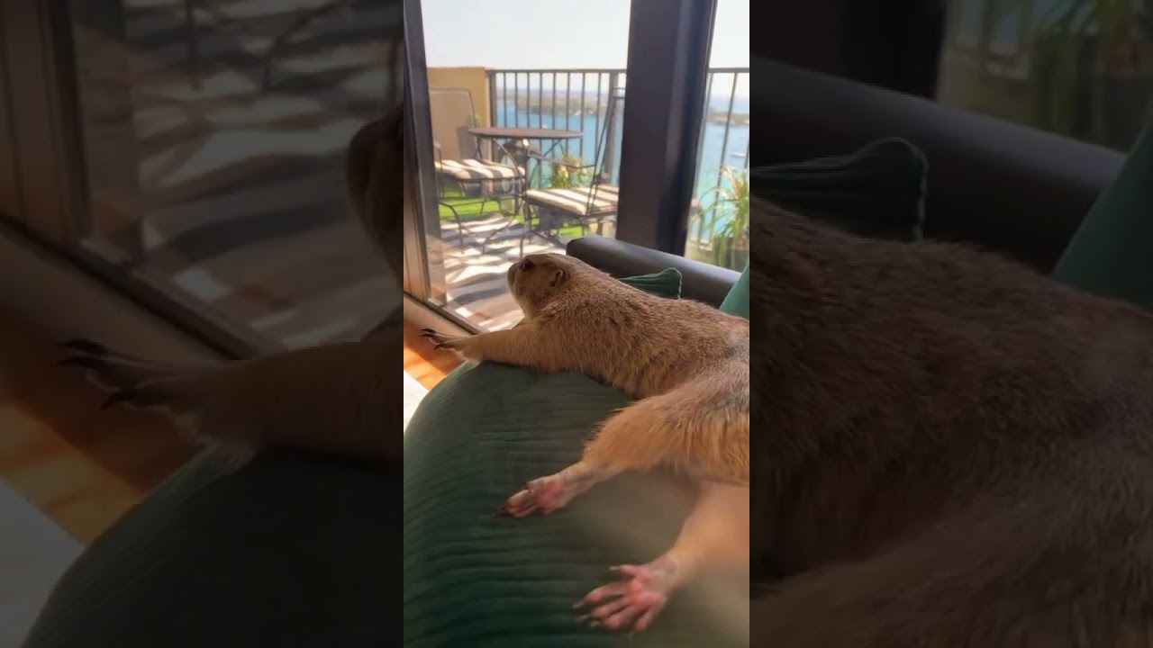 Prairie Dog is Completely Glued to Her Show