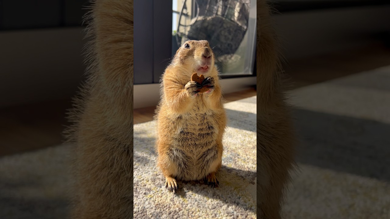 Poppy the Prairie Dog and Her Eating Noises