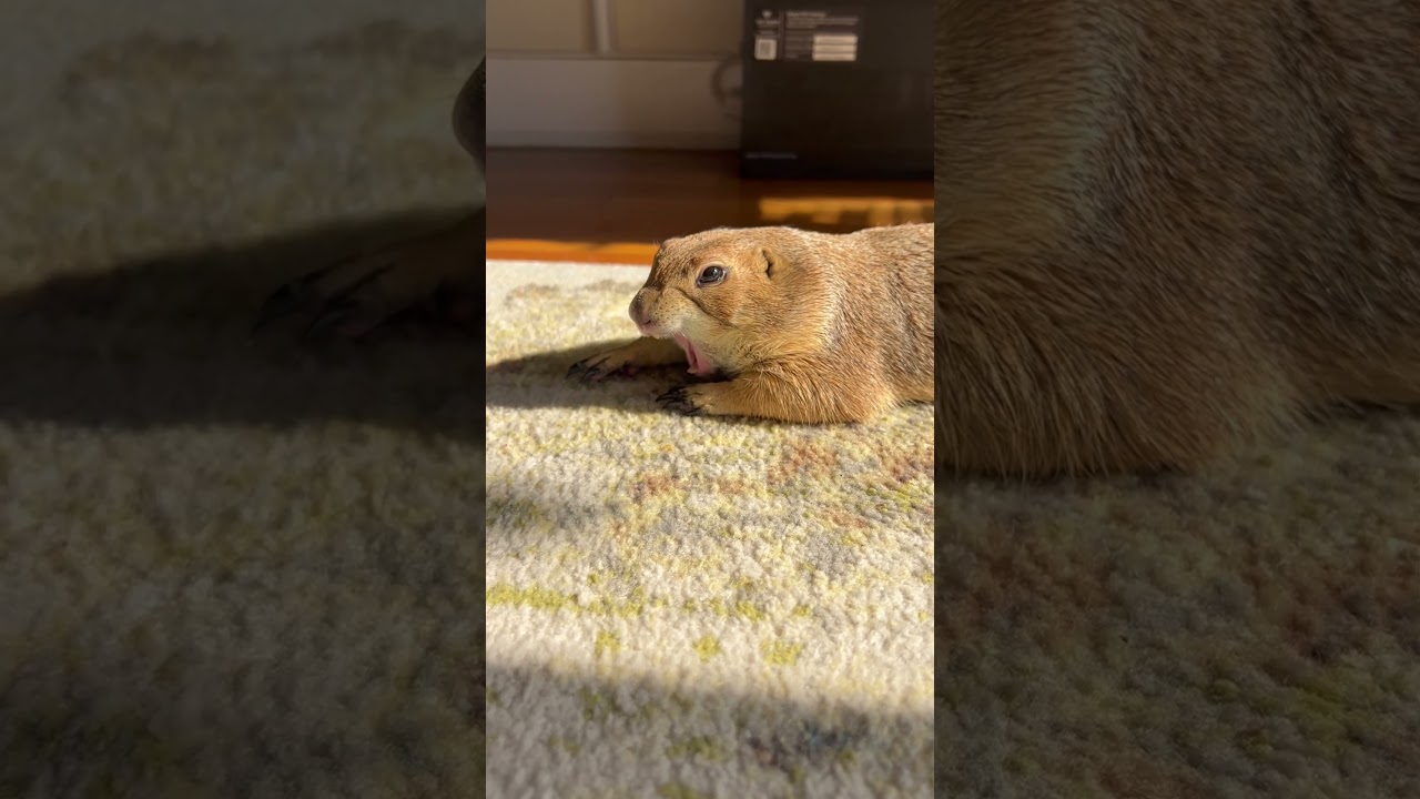 Prairie dog practices morning stretches and yoga