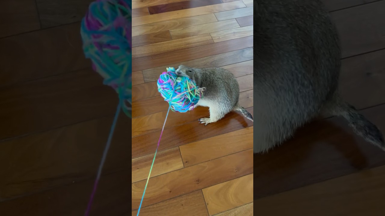 Prairie dog enjoys playing with a ball of yarn