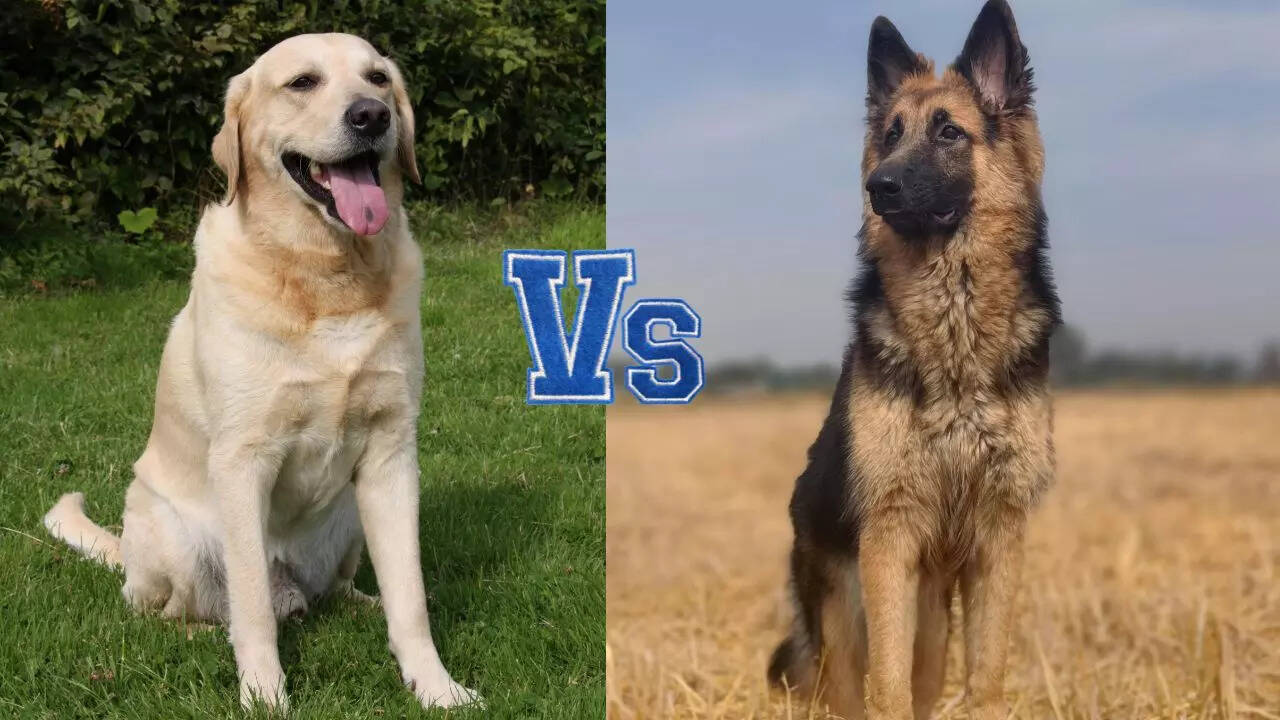 Labrador Vs German Shepherd: Which is a better family dog?