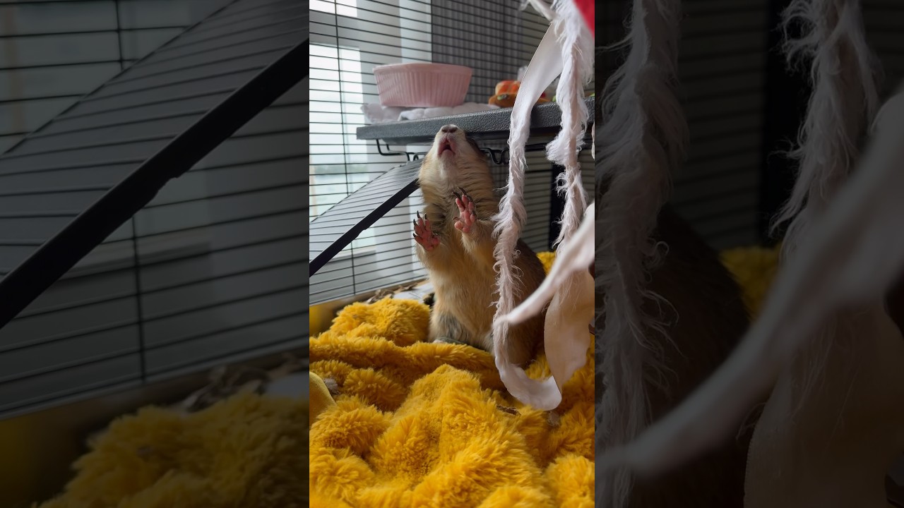 Prairie dog bumps its head during an energetic Wahoo