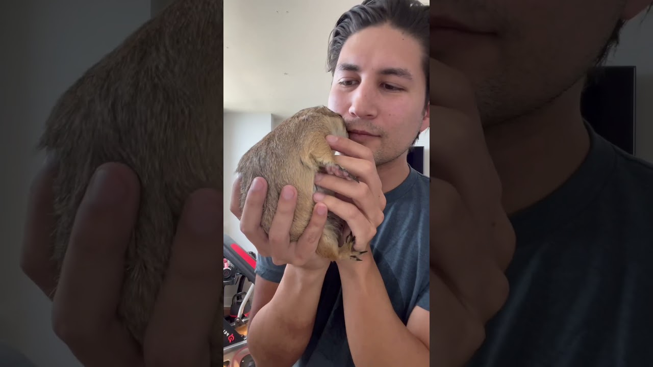Dad catches playful prairie dog mid-air