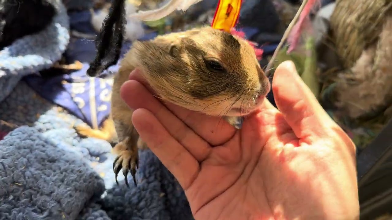Paxton Enjoys Cheeky Rubs: Prairie Dog Moments