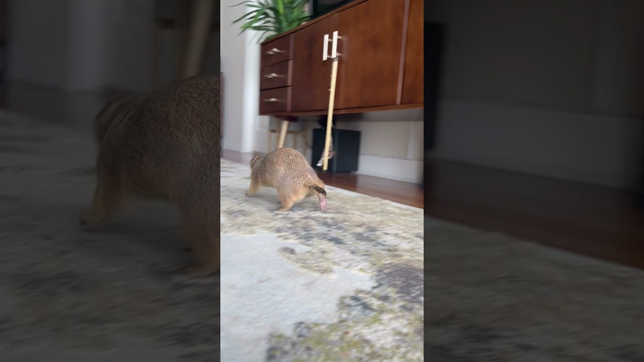 Prairie dog shows displeasure at eating vegetables