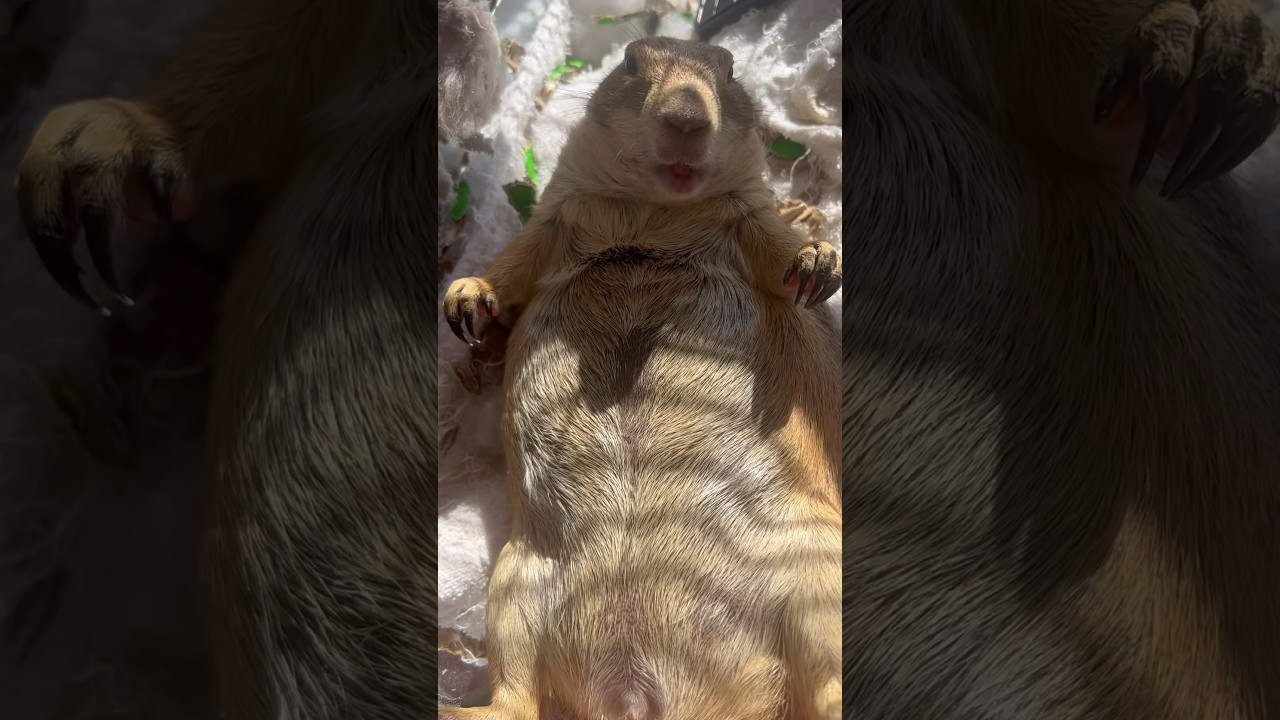 Prairie Dog Snacks While Upside Down