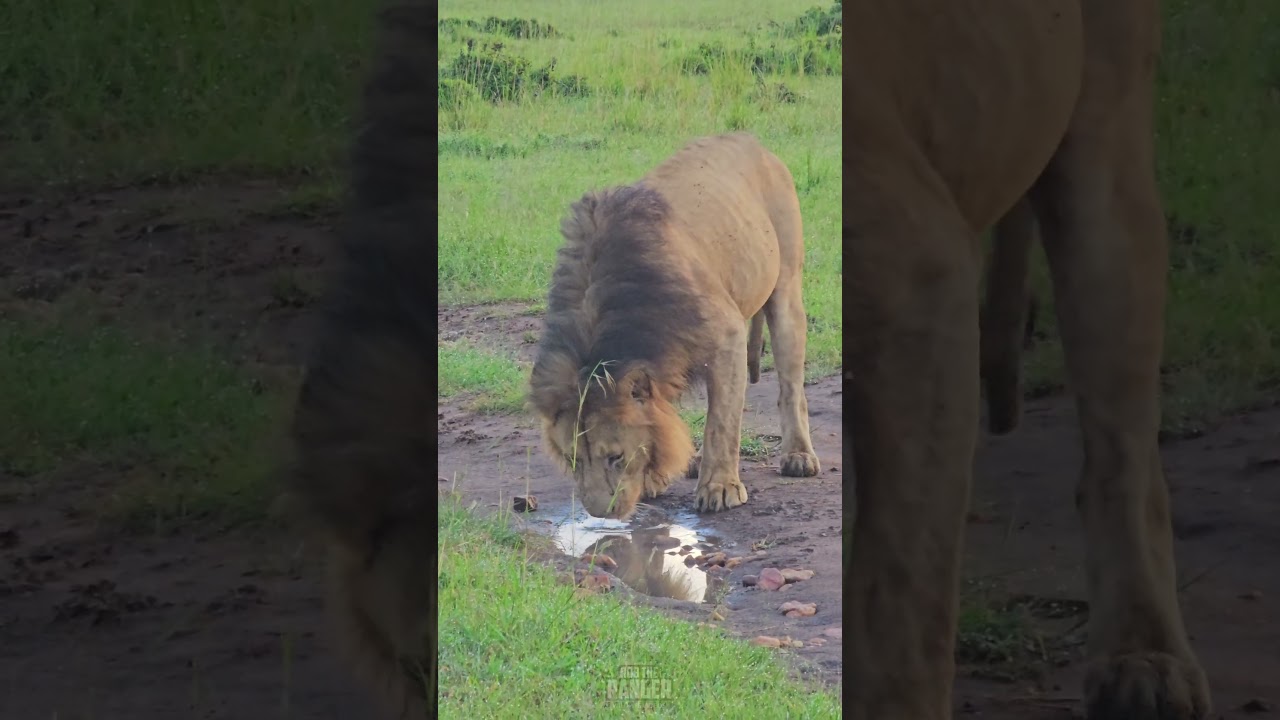 Lion hops to reach water in amusing Mara moment