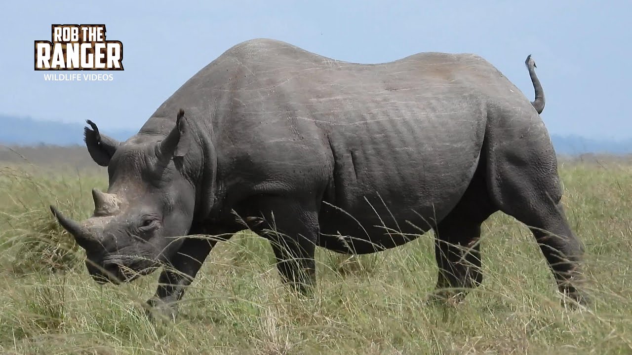 Safari encounter reveals elusive black rhinoceros in the wild