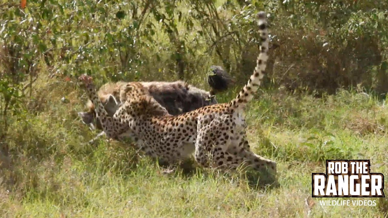 Cheetahs lose their meal to a hyena